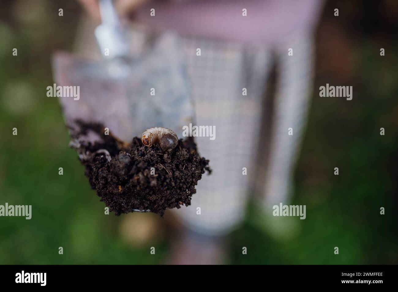 Larvae of may beetle hi-res stock photography and images - Alamy