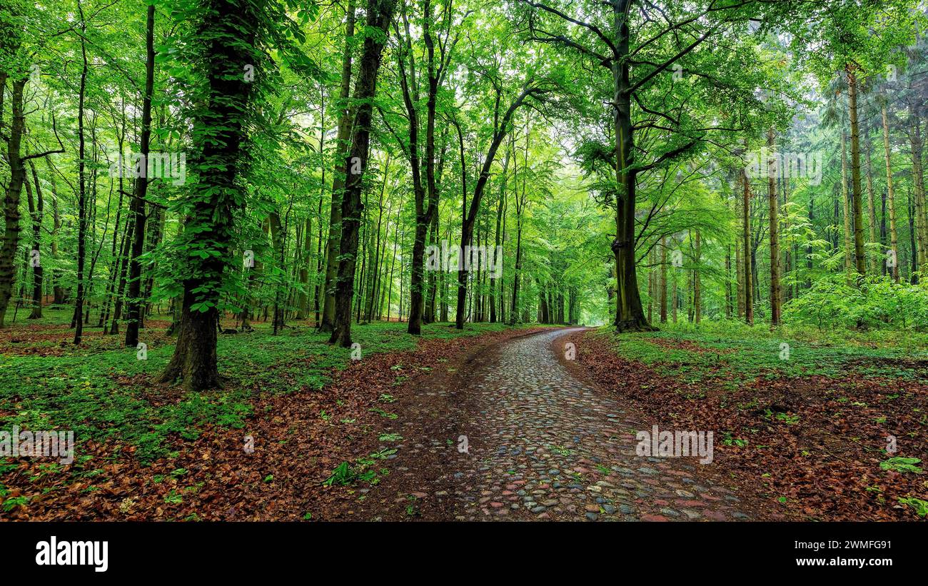 Summer forest walk hi-res stock photography and images - Alamy