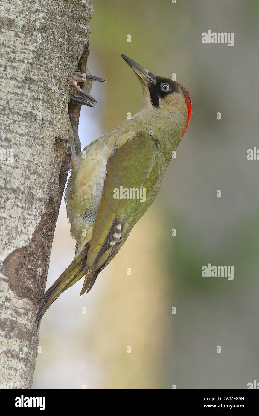 European green woodpecker (Picus viridis) female at the breeding den ...