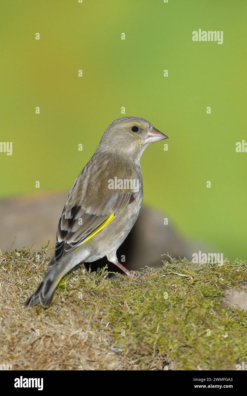 European greenfinch (carduelis chloris), female, foraging on the ground ...