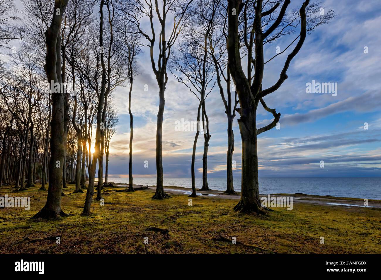 Striking trees hi-res stock photography and images - Alamy