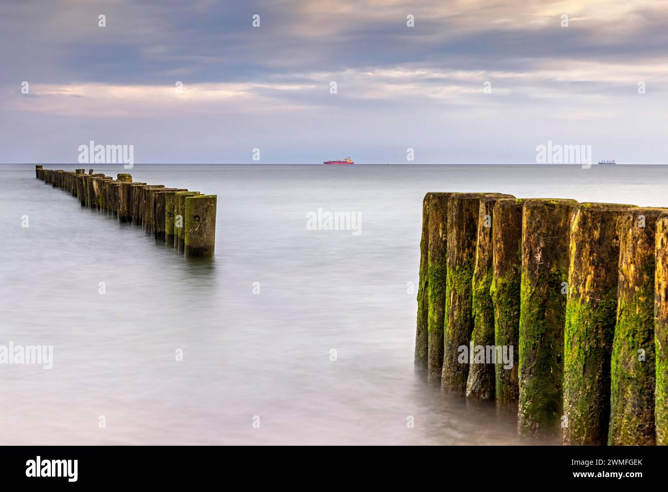 Groynes covered with green algae in the soft light of the morning on ...