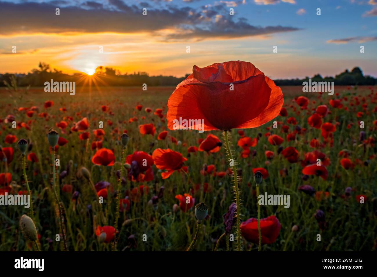 A field of poppies at sunrise with bright colours and a radiant sky ...