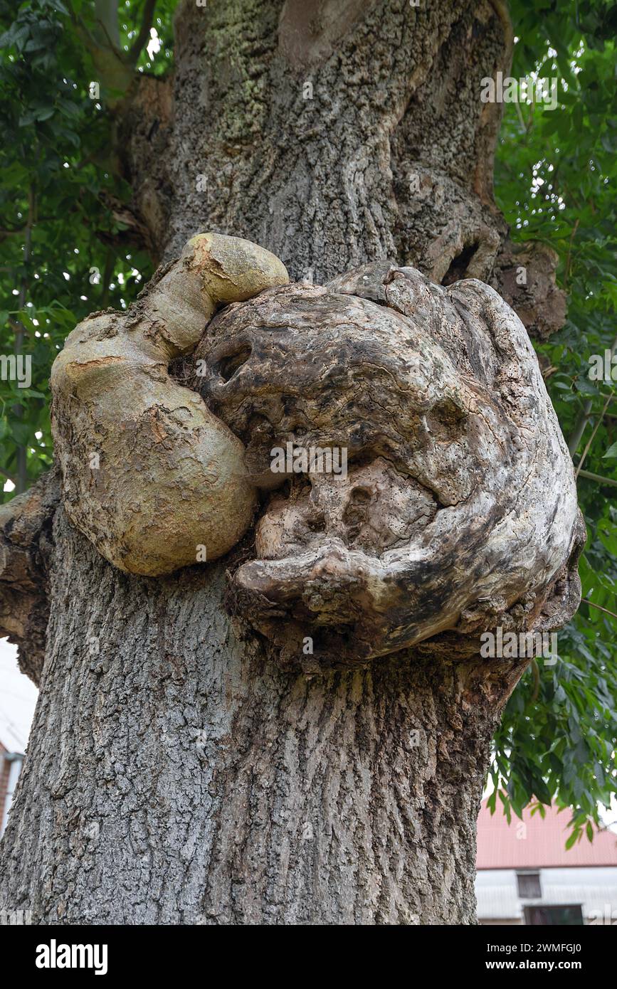 Growths on the trunk of an ash tree (Fraxinus excelsior), Mecklenburg ...