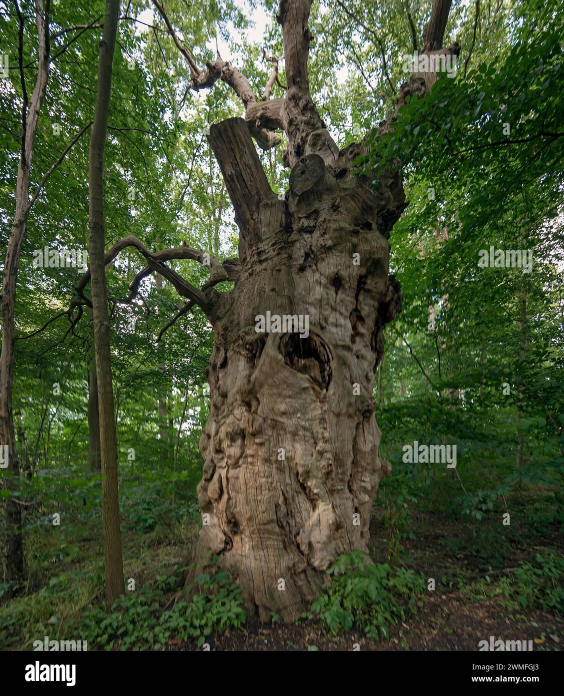 Dead oak tree (Quercus), 400 years old, 7.4 m in circumference ...