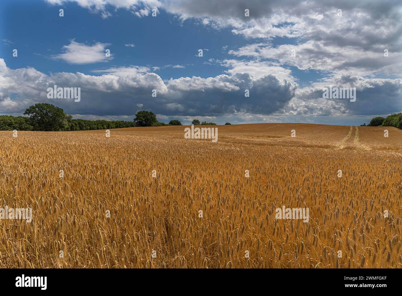 Mature barleys (Hordeum vulgare), cloudy sky, Vitense, Mecklenburg ...