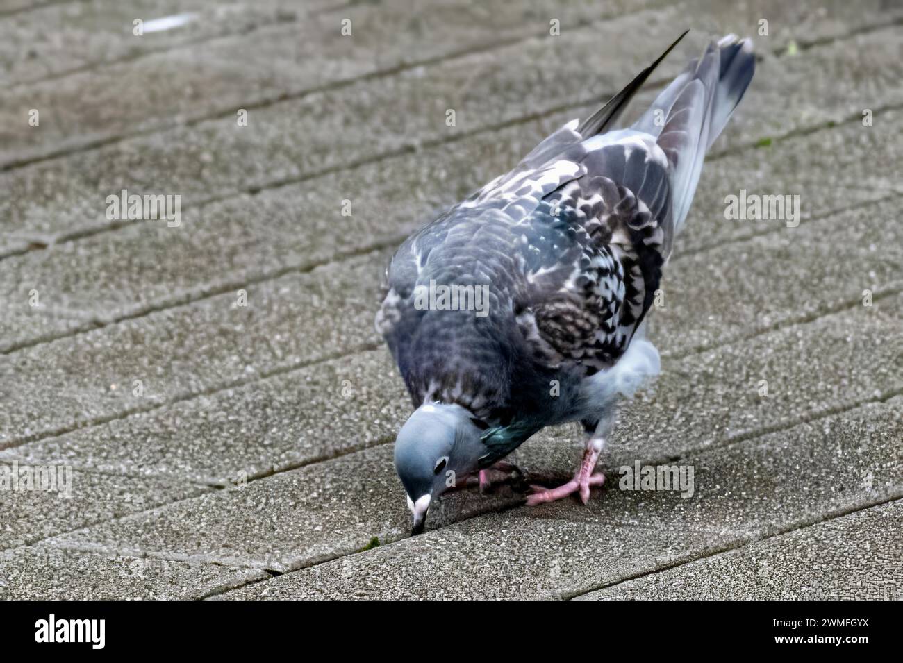 Pigeon eats on the paving stones Stock Photo - Alamy