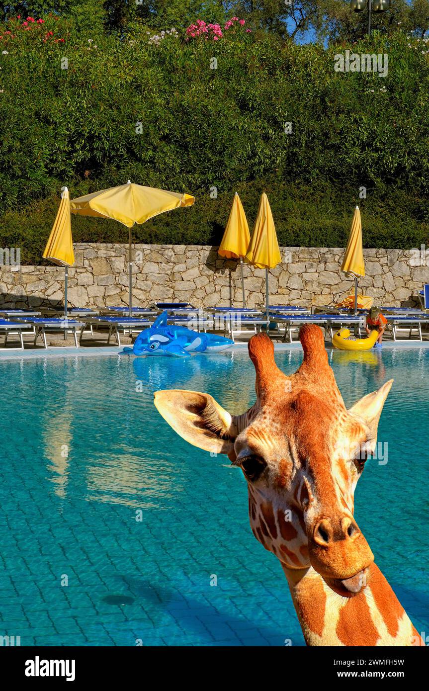 Humorous photo, giraffe in the swimming pool, blue water, sunbeds and ...