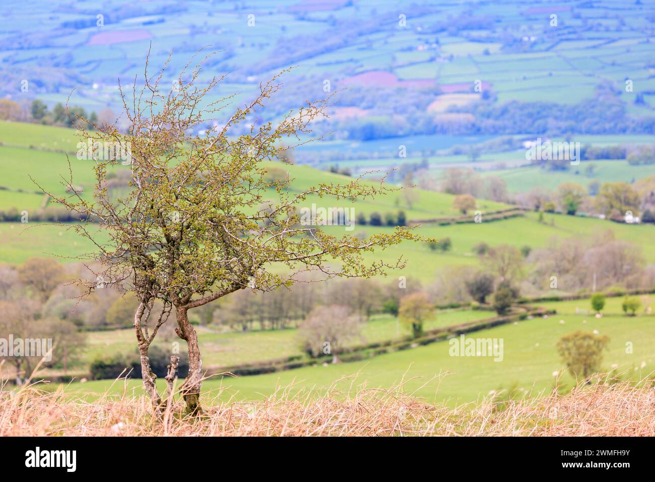 lone Thorn bush on a welsh hillside on the Brecon Beacons Stock Photo ...
