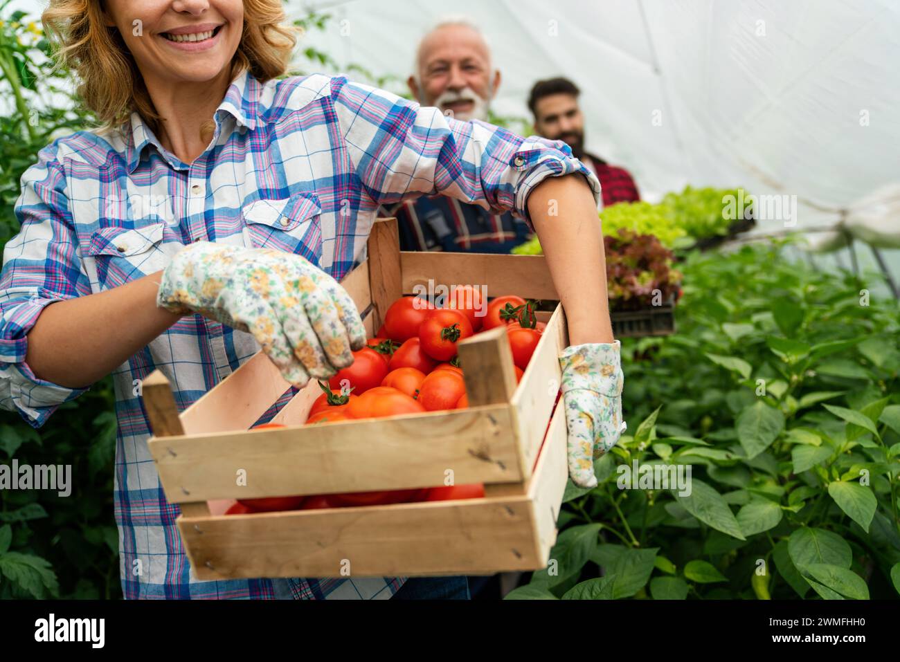 Team of multicultural male and female farmers harvesting and working in ...
