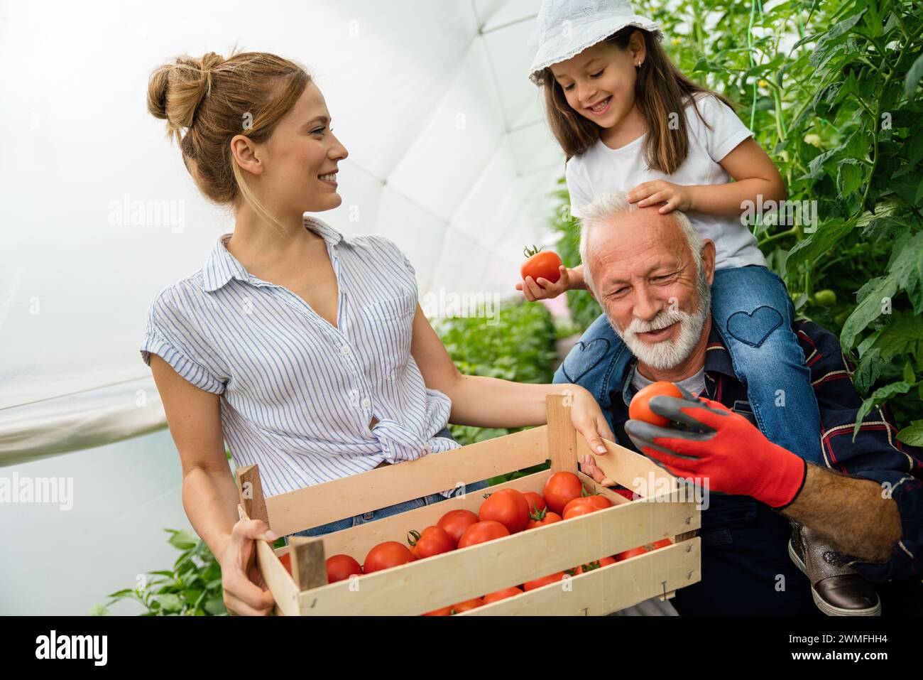 Happy family, generations working together organic farm in greenhouse ...