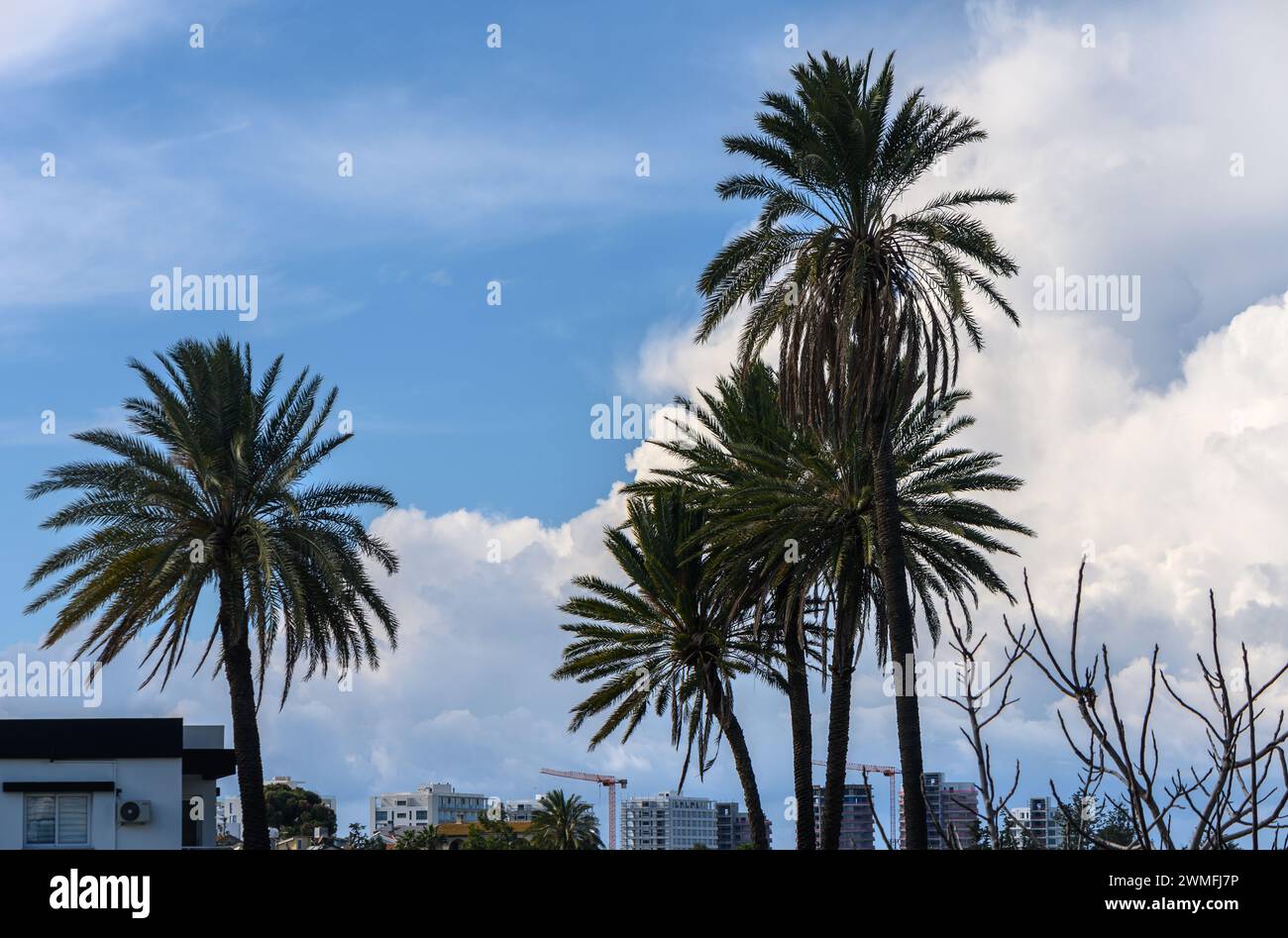 tropical palm trees in a village in Cyprus Stock Photo - Alamy