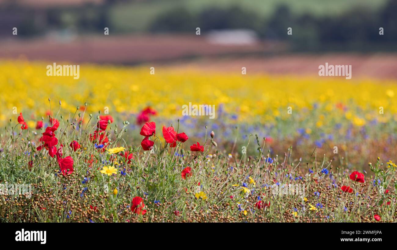 Wild landscapes hi-res stock photography and images - Alamy