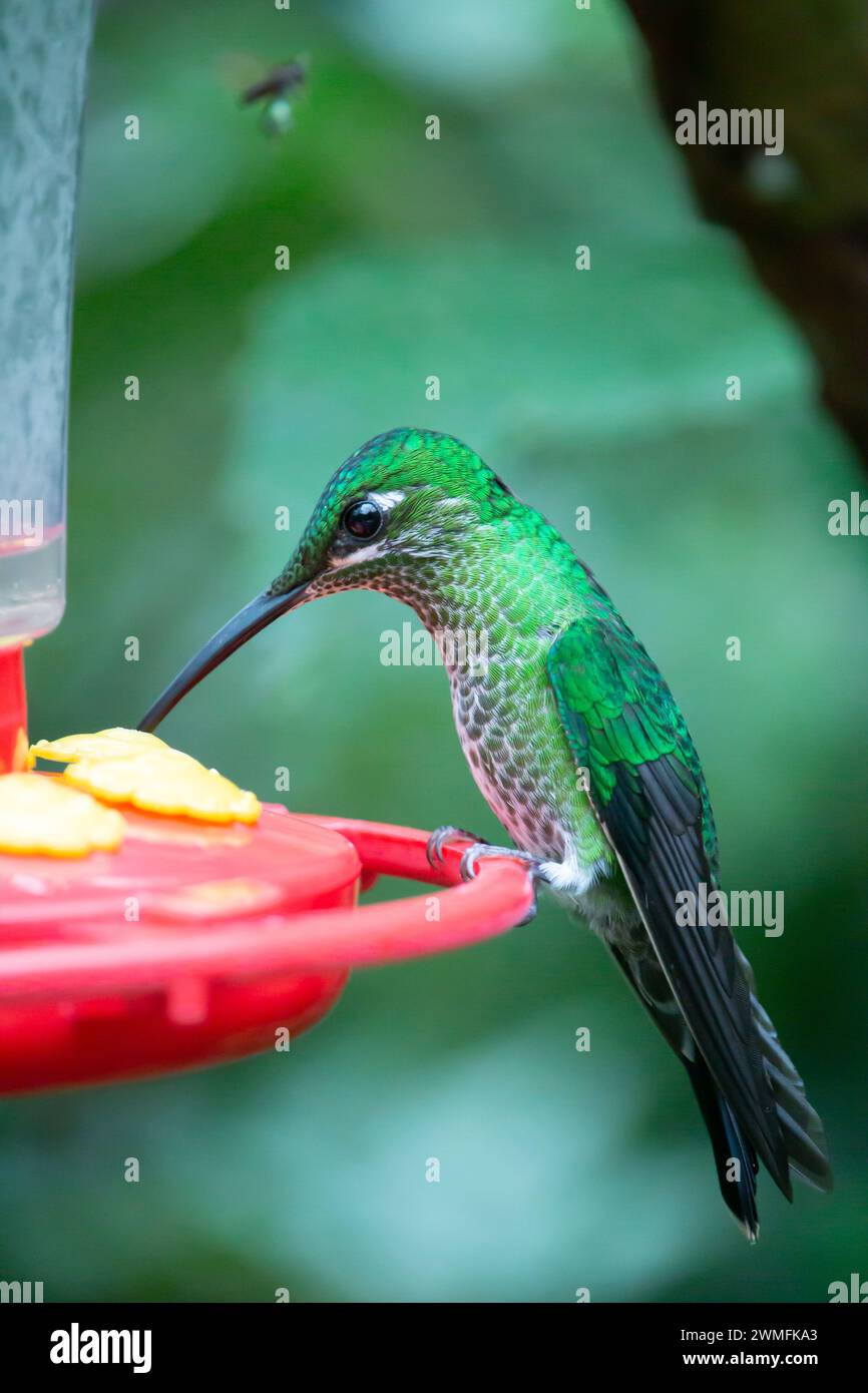 A vertical closeup of a hummingbird perched on a bird feeder Stock ...