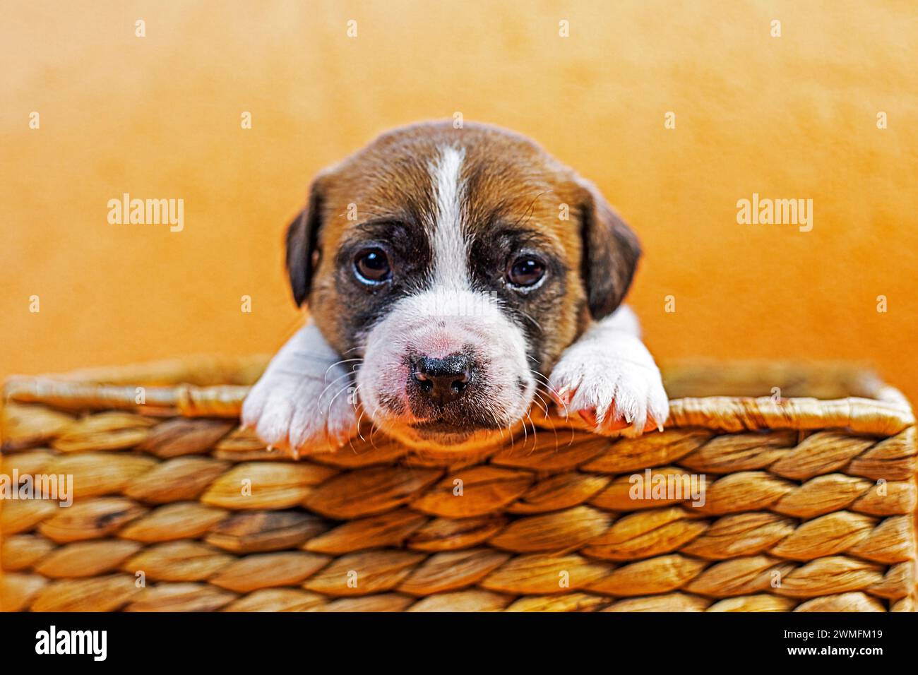 small Jack Russell terrier puppy sits in a wicker basket made of wicker ...