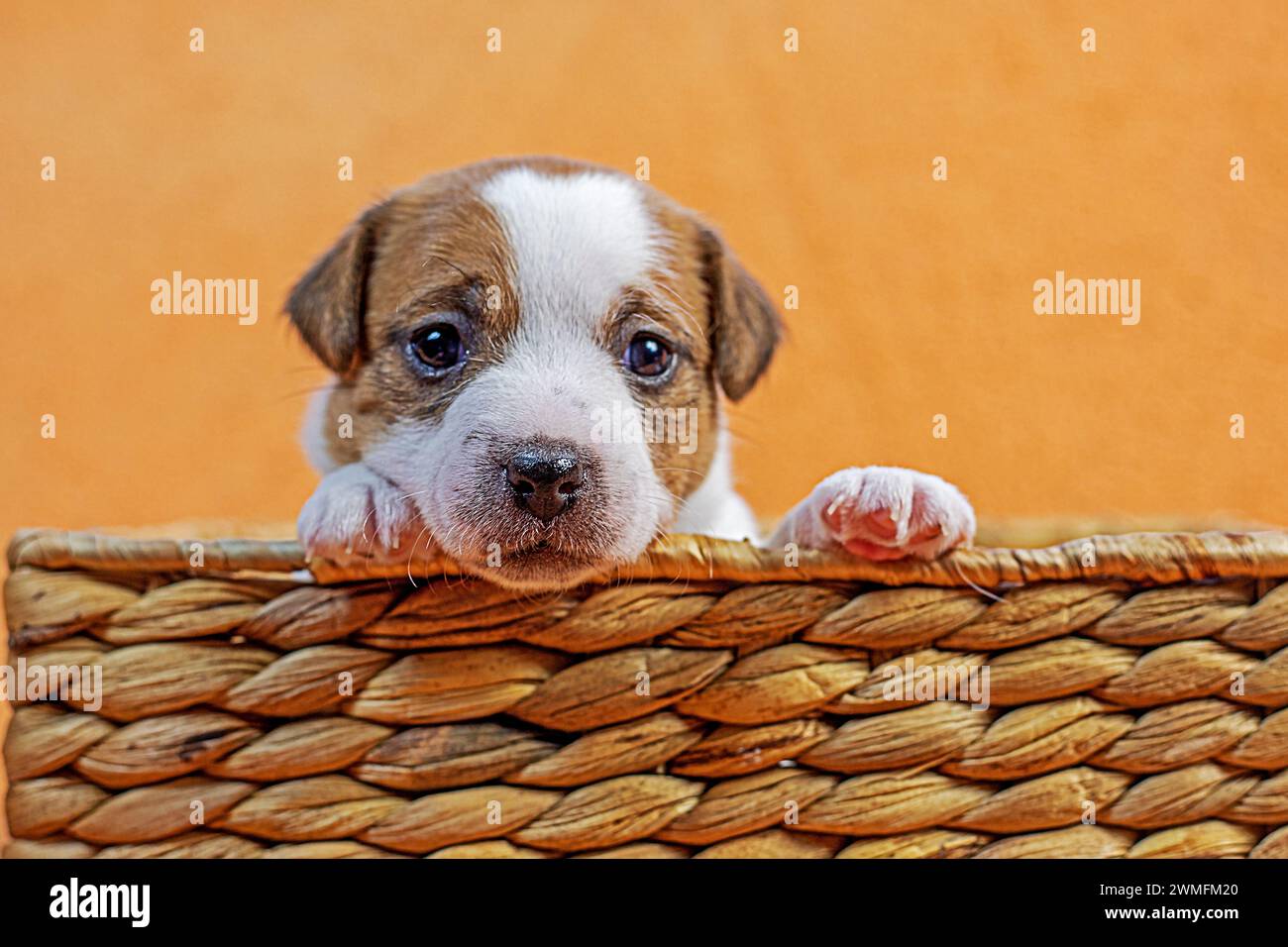 small female Jack Russell terrier puppy sits in a wicker basket made of ...