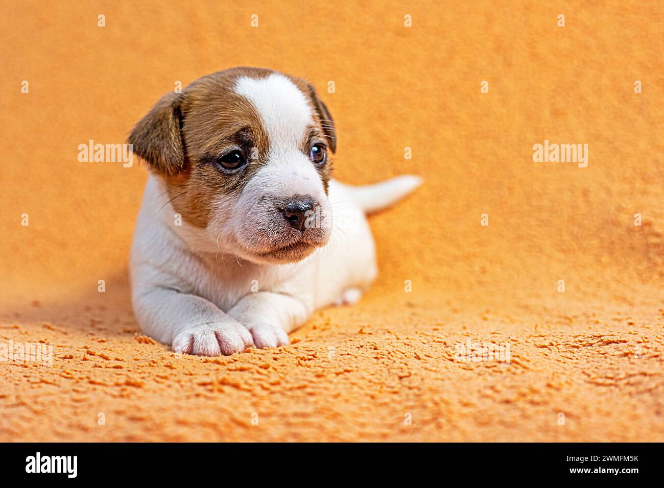 small female Jack Russell terrier puppy lies on a peach background ...