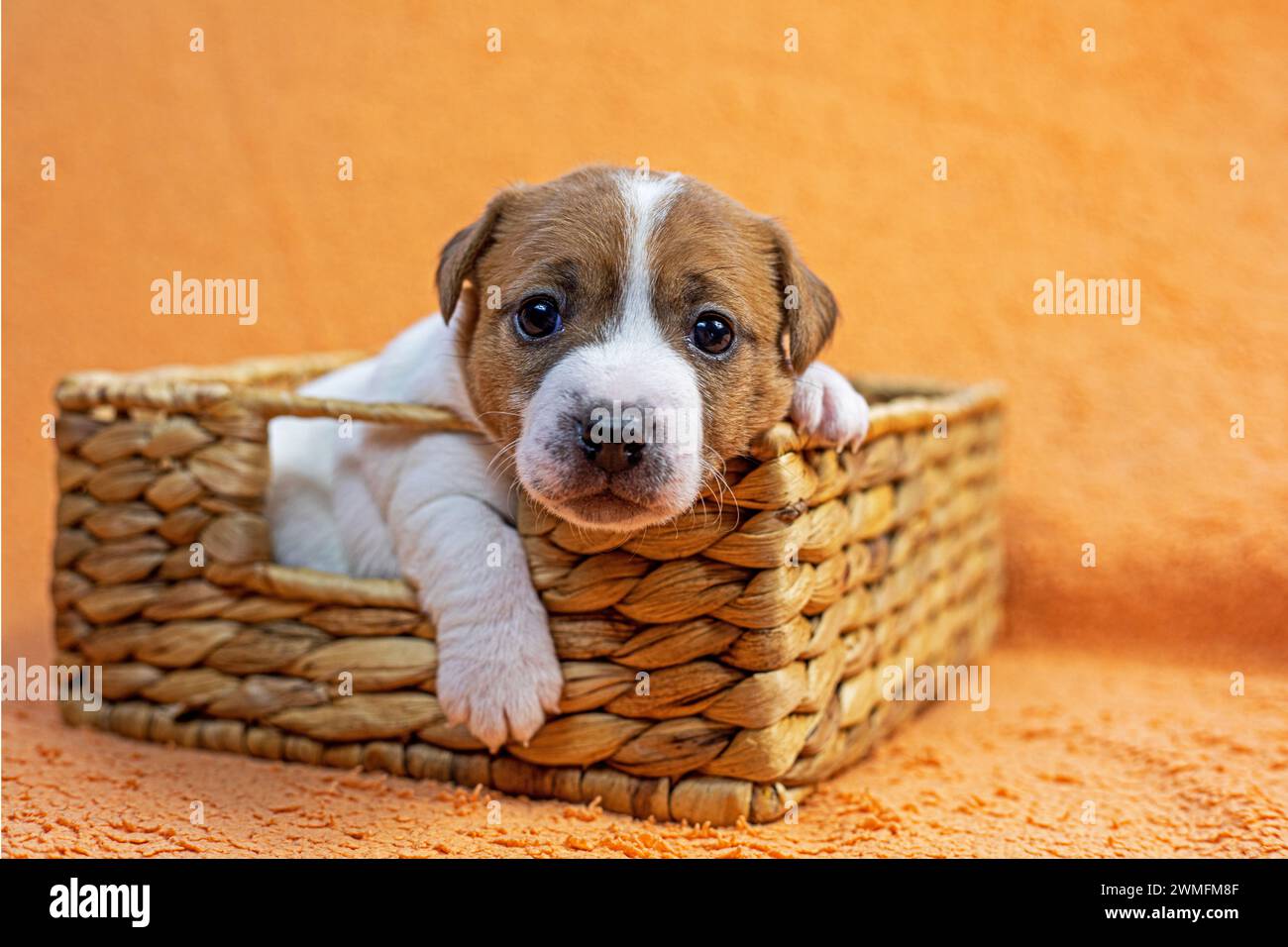 small female Jack Russell terrier puppy sits in a wicker basket made of ...