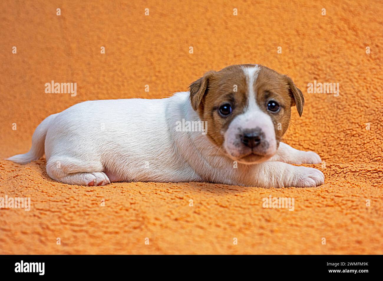 small female Jack Russell terrier puppy lies on a peach background ...