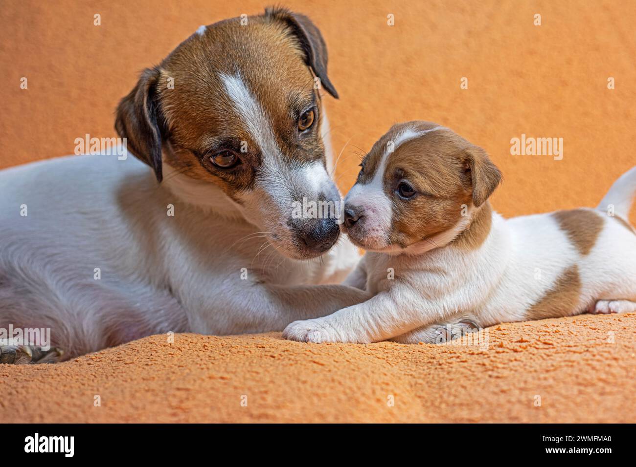 female Jack Russell Terrier and her puppy on a peach blanket Stock ...
