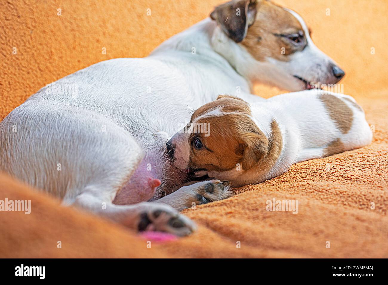 female Jack Russell Terrier feeding a puppy on a peach blanket Stock ...