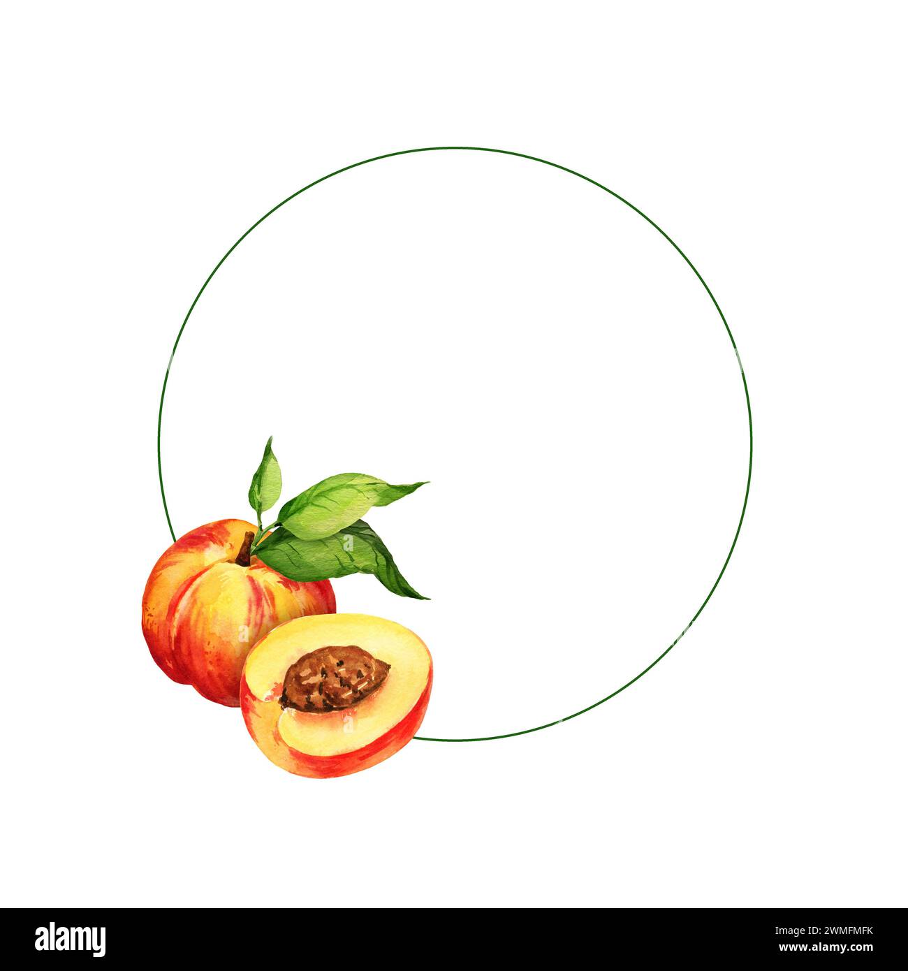 watercolor round frame with illustration of summer fruit, peach or ...