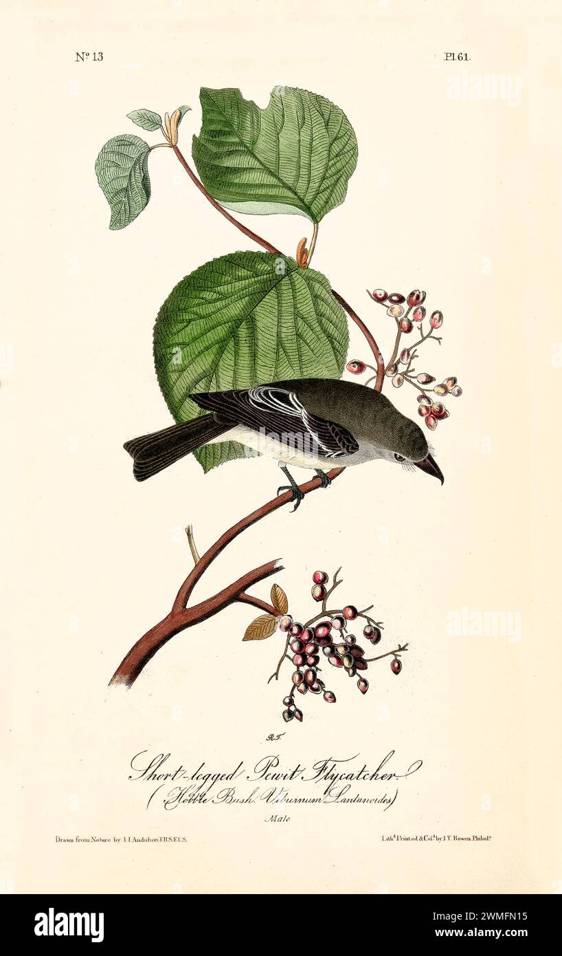 Richly detailed and colorfully illustrated flycatcher perched on a ...