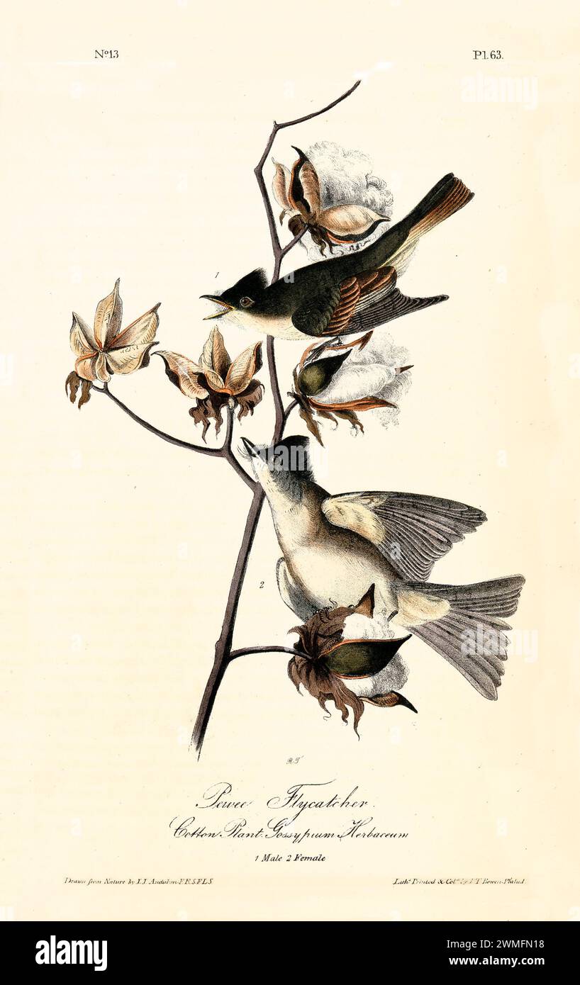 Richly detailed and colorfully illustrated flycatchers interacting on a ...