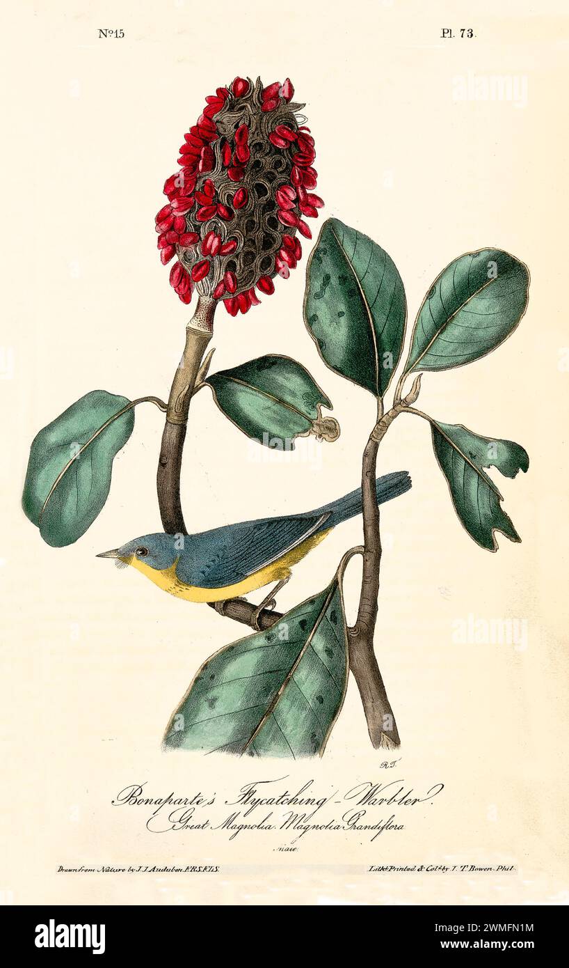 Bonaparte’s Flycatching Warbler on Great Magnolia, rendered with ...
