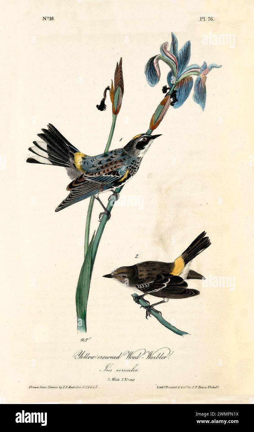 Yellow-crowned Wood-Warbler with Iris versicolor, drawn in refined ...