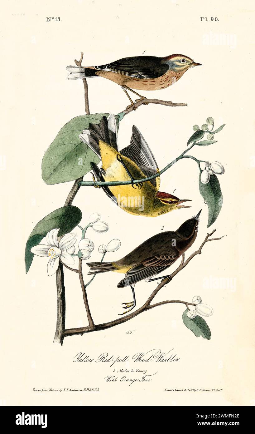 Red and yellow feathered wing hi-res stock photography and images - Alamy