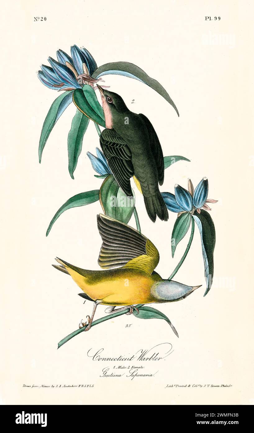 Connecticut Warbler pair on Gentiana saponaria, rendered in refined and ...