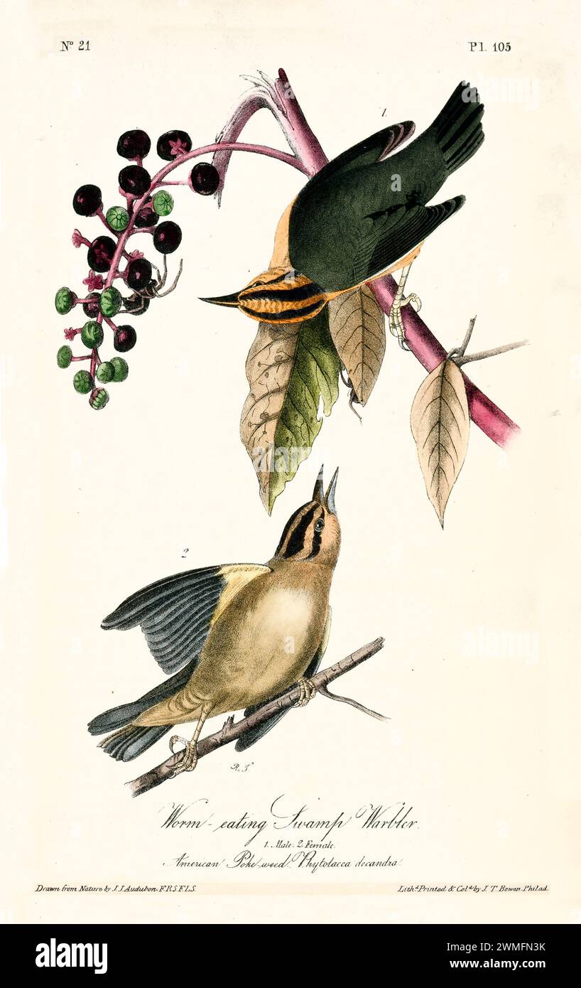 Worm-eating Swamp-Warbler with pokeweed, in a striking vertical design ...