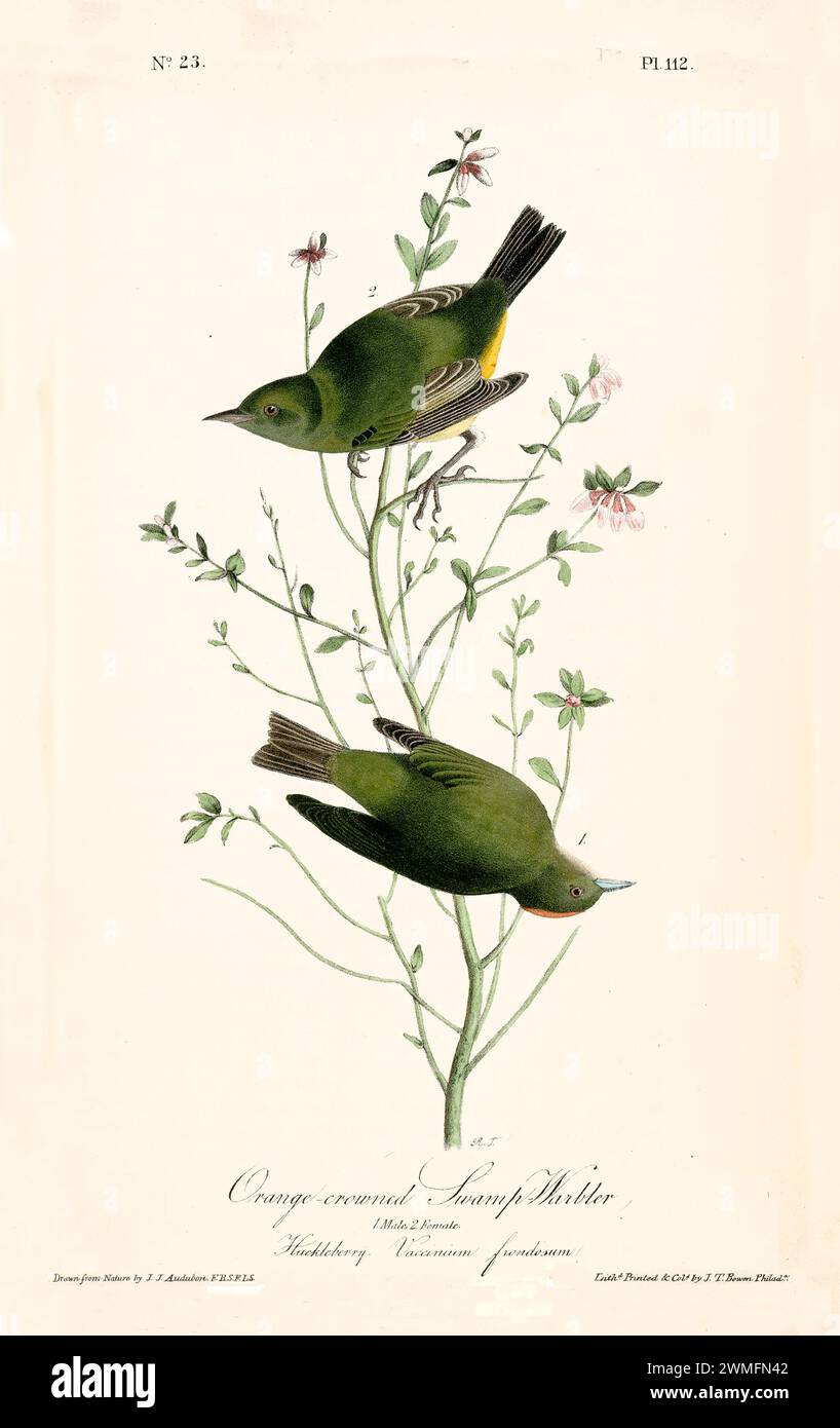 Huckleberry plant hi-res stock photography and images - Alamy