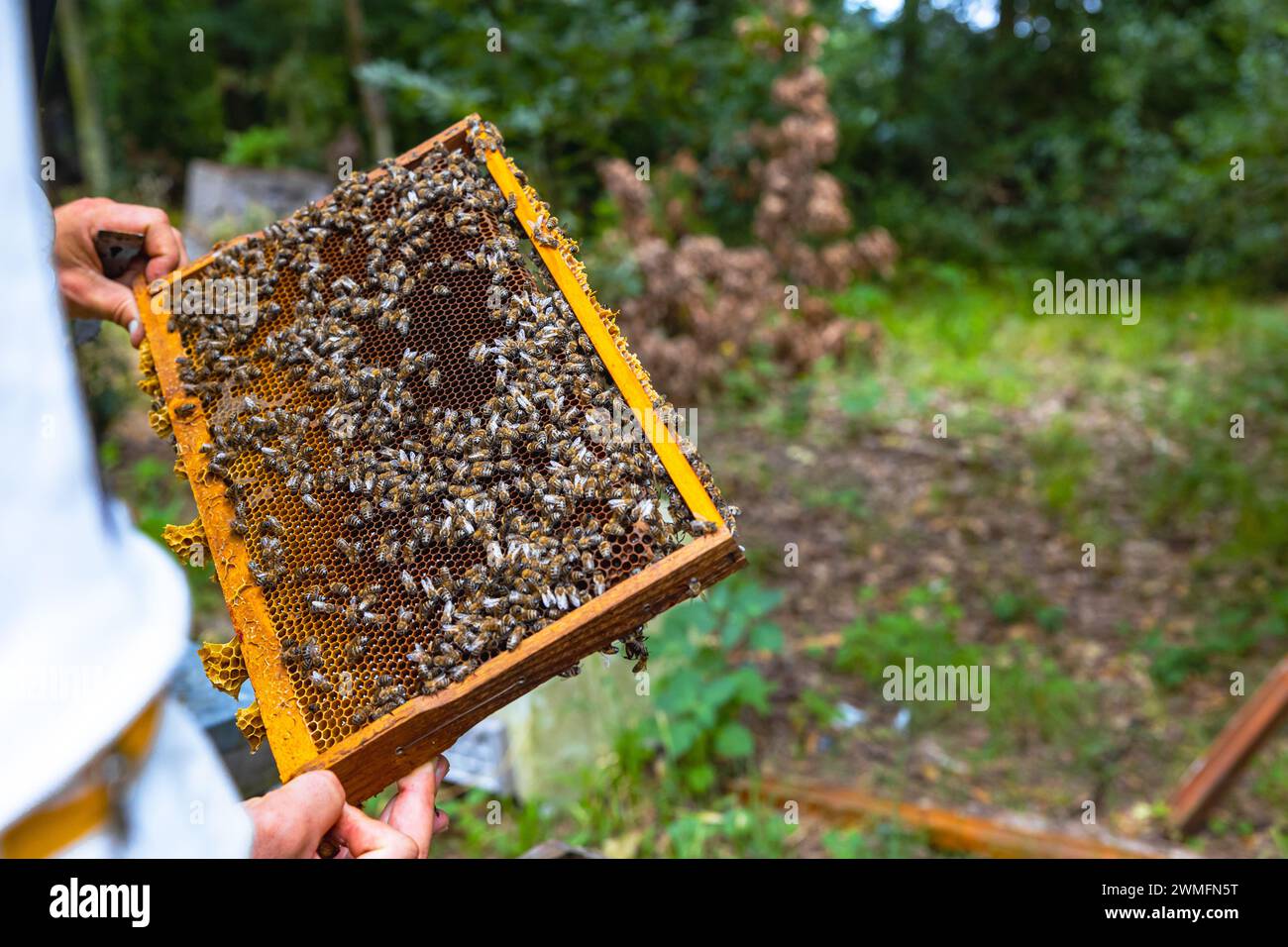 On comb in a colony hi-res stock photography and images - Alamy