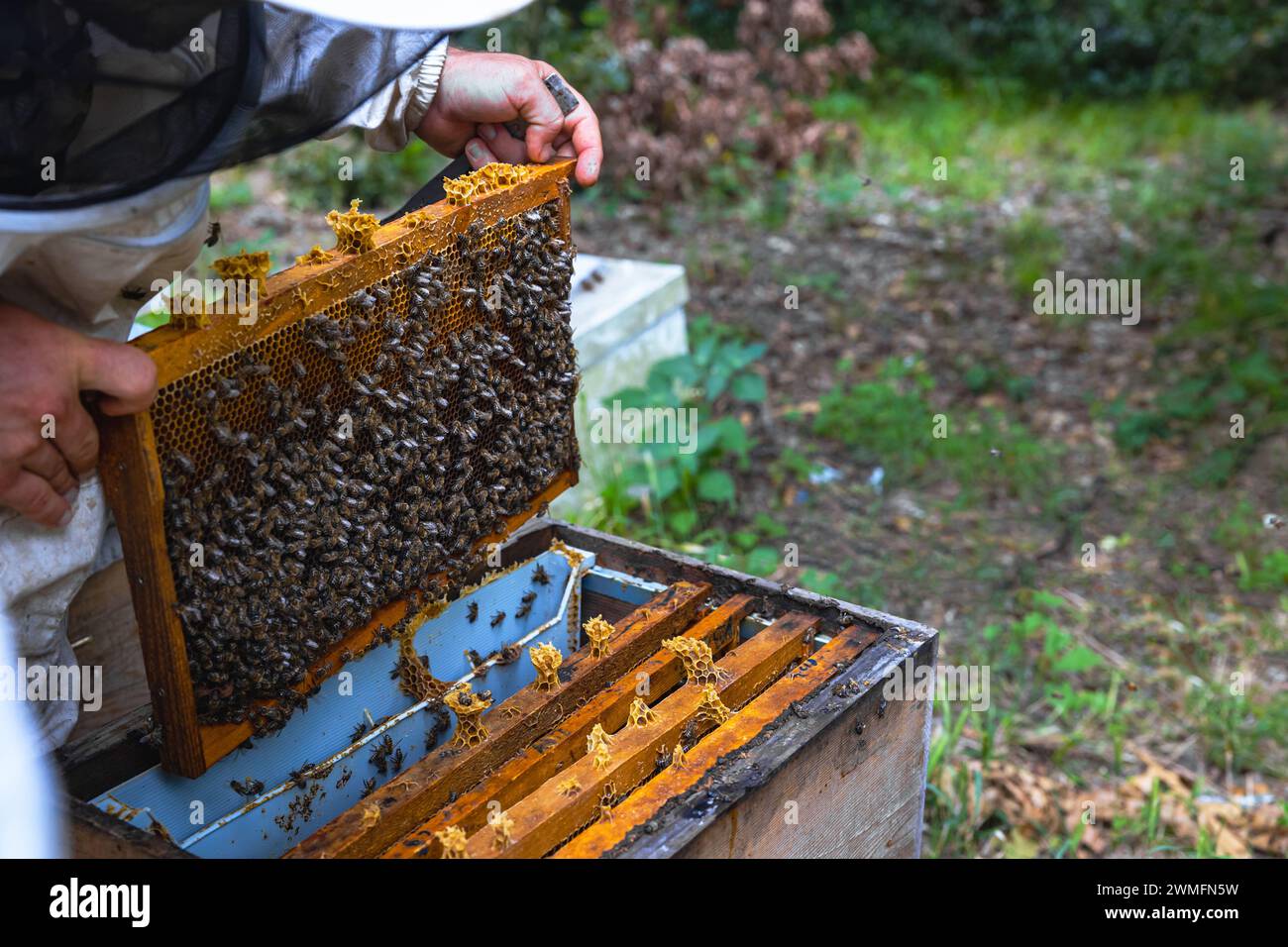 Apiarist or beekeeper removes a frame of honeycomb from beehive ...