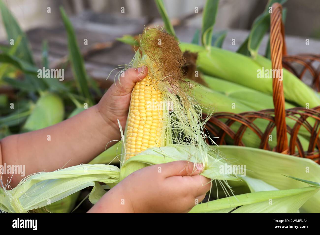 Hands peeling corn husk on the outdoor table. Corn husk in the basket ...