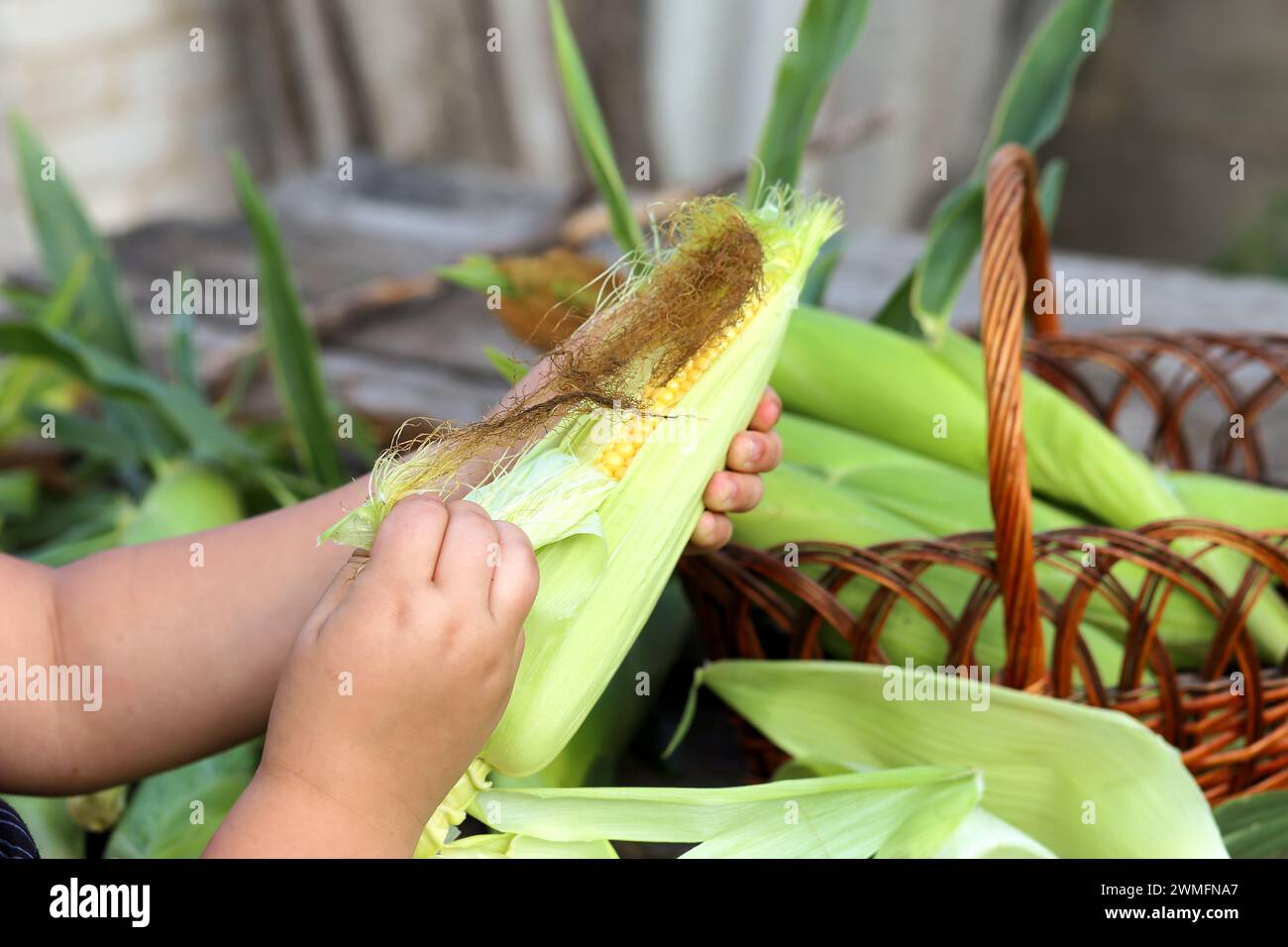 Hands peeling corn husk on the outdoor table. Corn husk in the basket ...