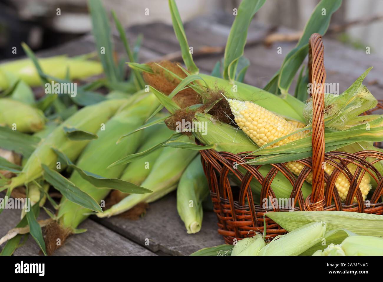 Hands peeling corn husk on the outdoor table. Corn husk in the basket ...