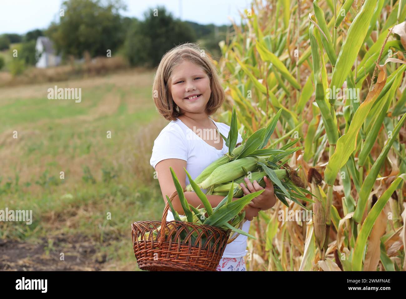 girl holding ears of corn collected from the corn field ready to cook ...