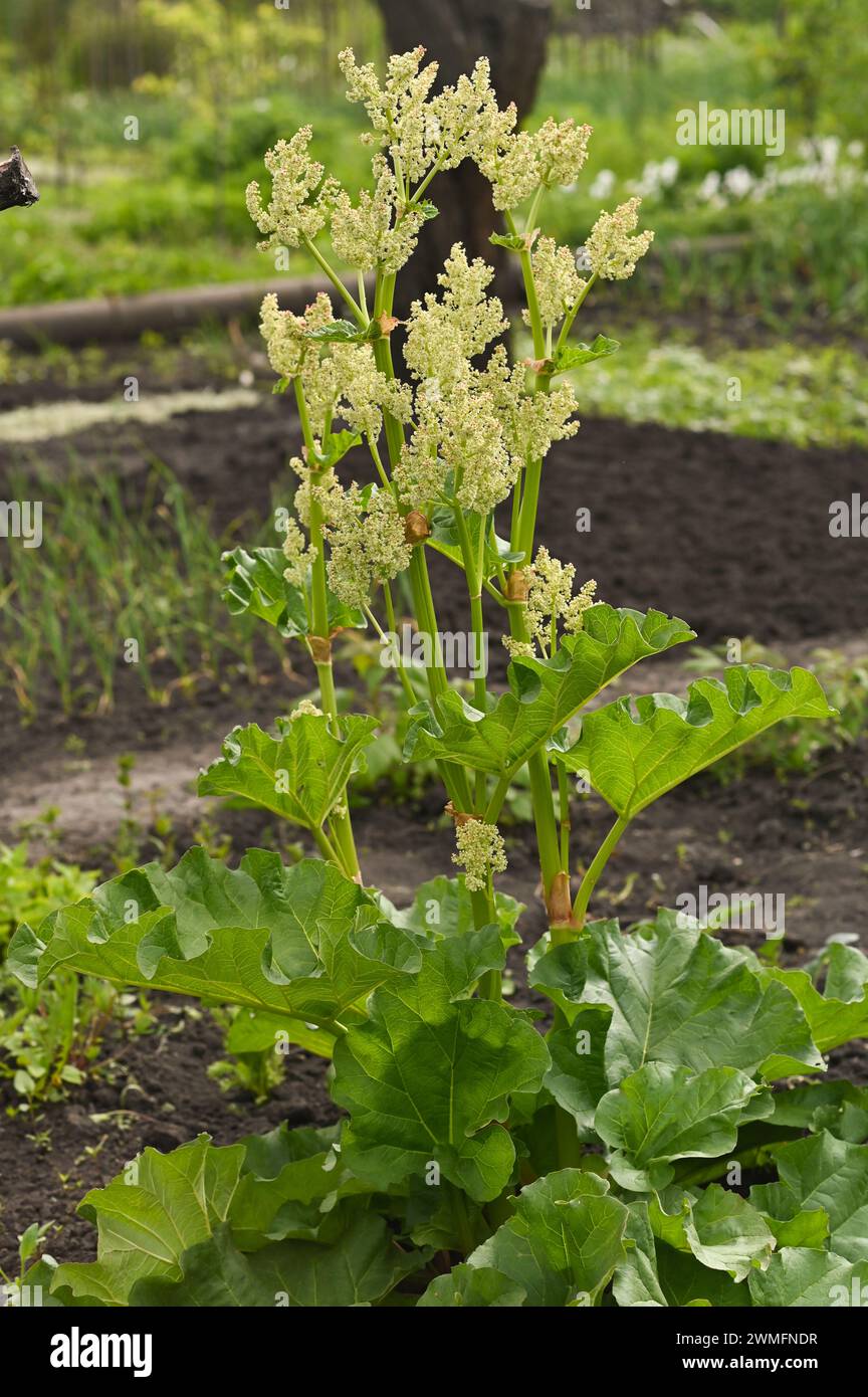 Rhubarb is a flowering plant in the garden. vertical Stock Photo - Alamy