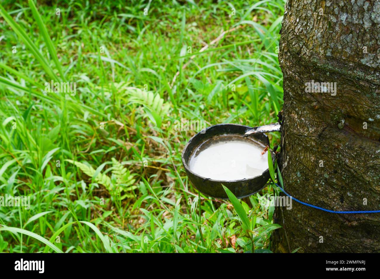 Latex is extracted from natural rubber rubber tree sources, Indonesia ...