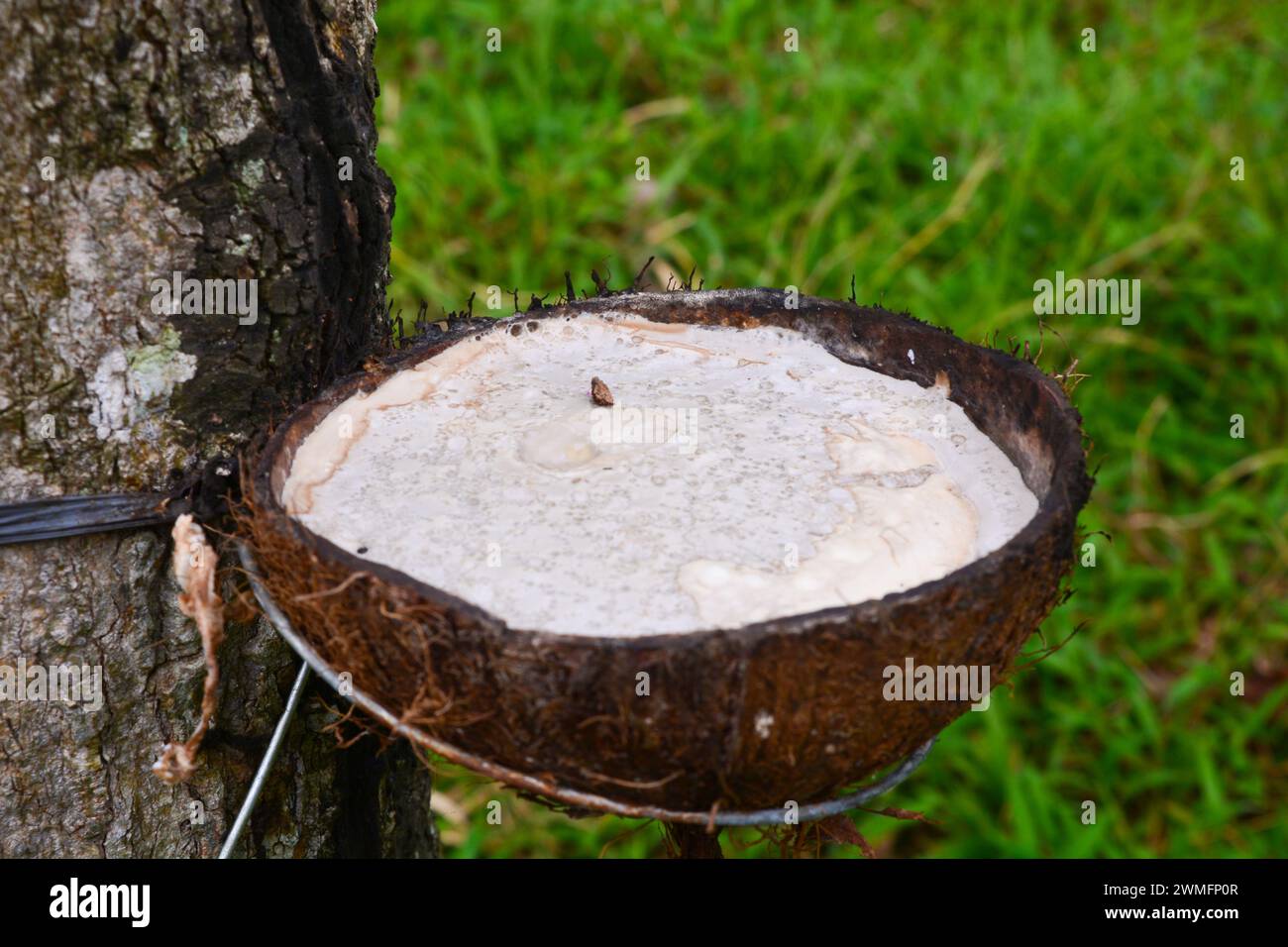 Latex is extracted from natural rubber rubber tree sources, Indonesia ...