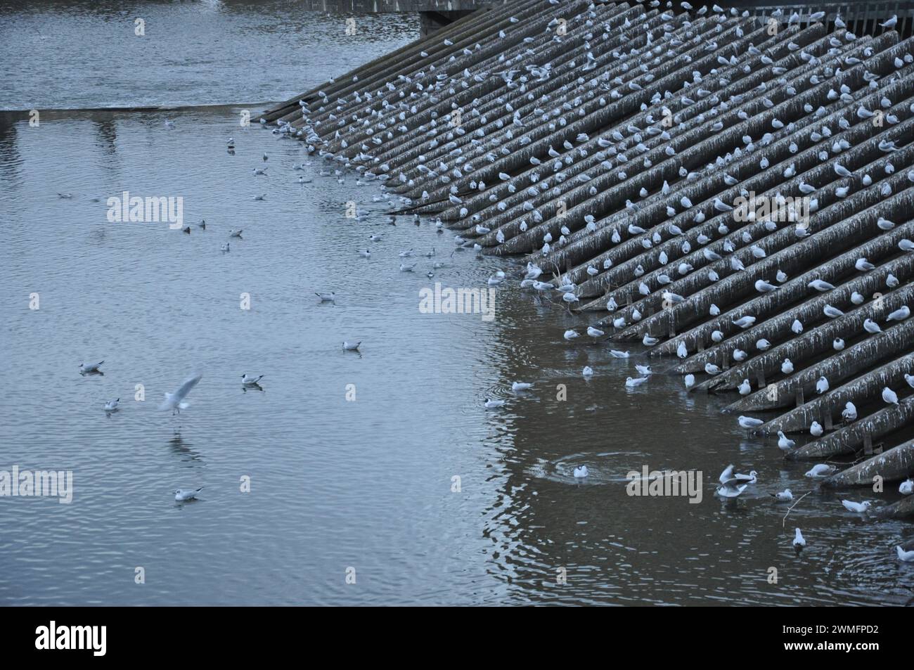 birds resting at river bank Stock Photo - Alamy