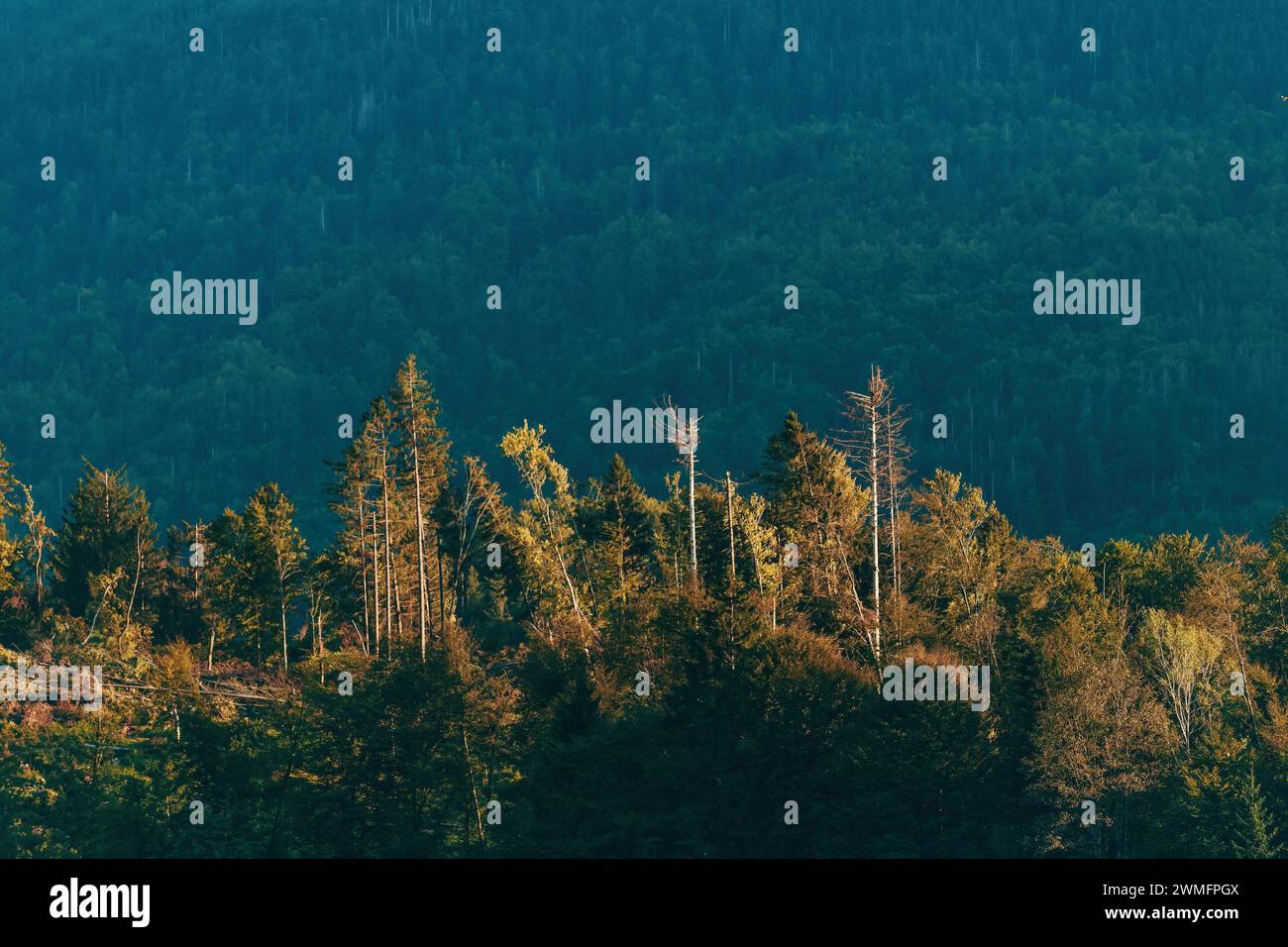 Damaged forest after summer supercell storm in Slovenia, horizontal ...