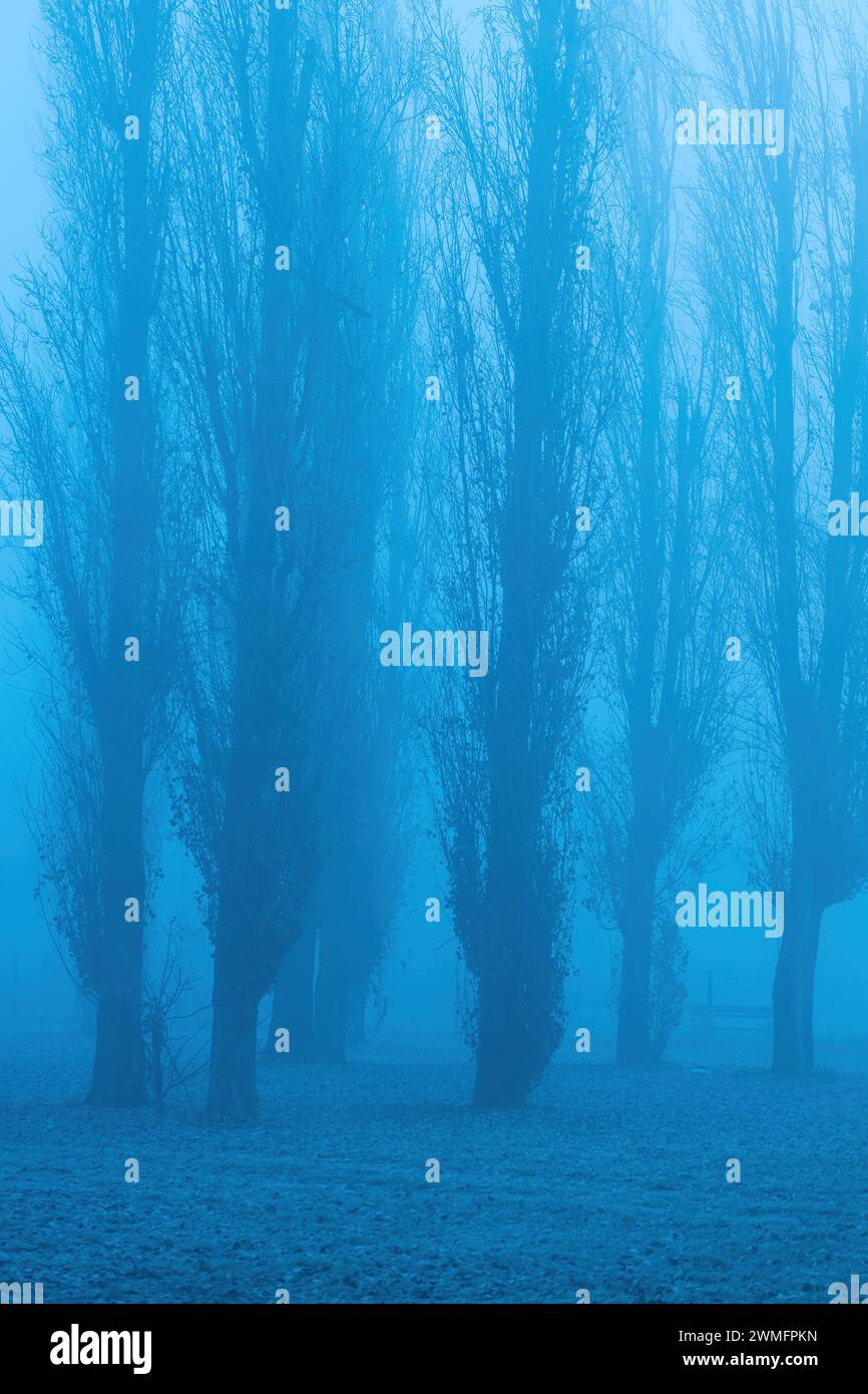 Fog trees silhouette hi-res stock photography and images - Alamy