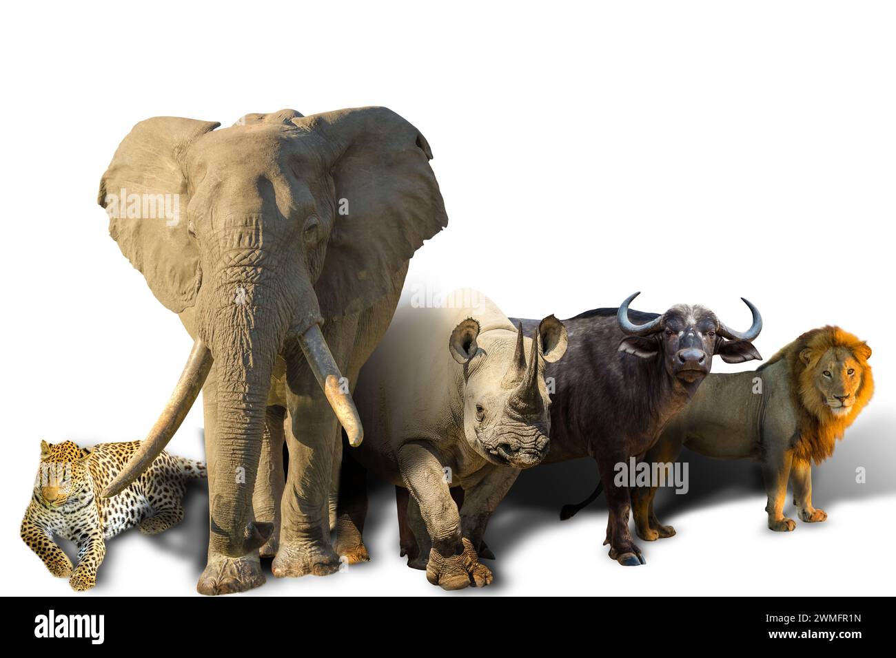 African safari with Big Five isolated on white background: Leopard ...