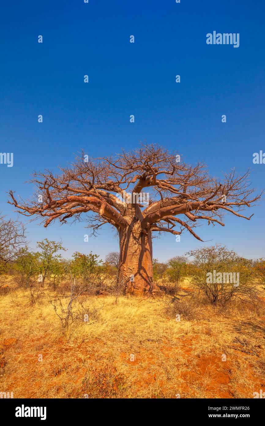 Musina baobab tree reserve hi-res stock photography and images - Alamy