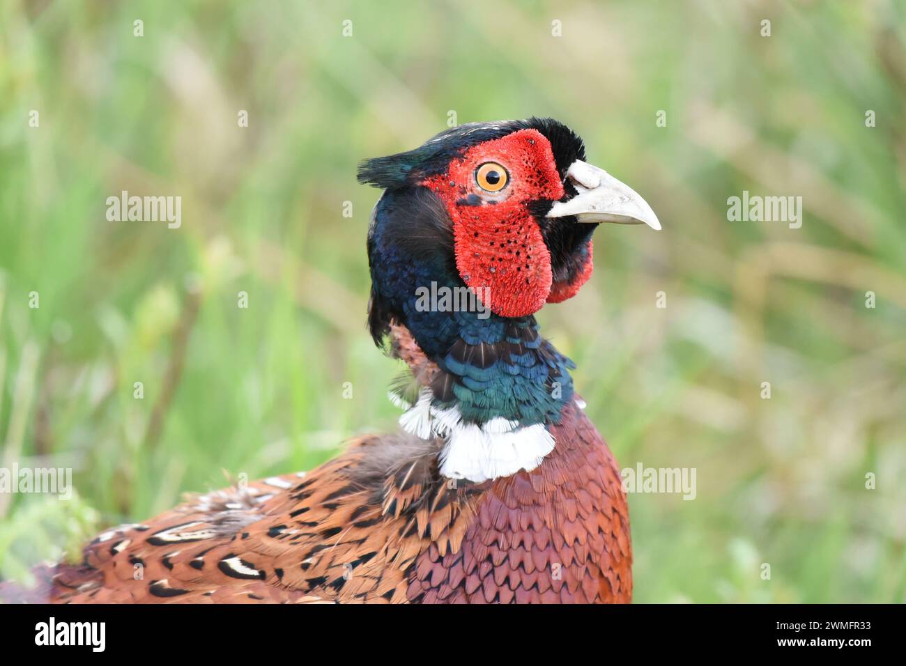 Tail feather pheasant hi-res stock photography and images - Alamy