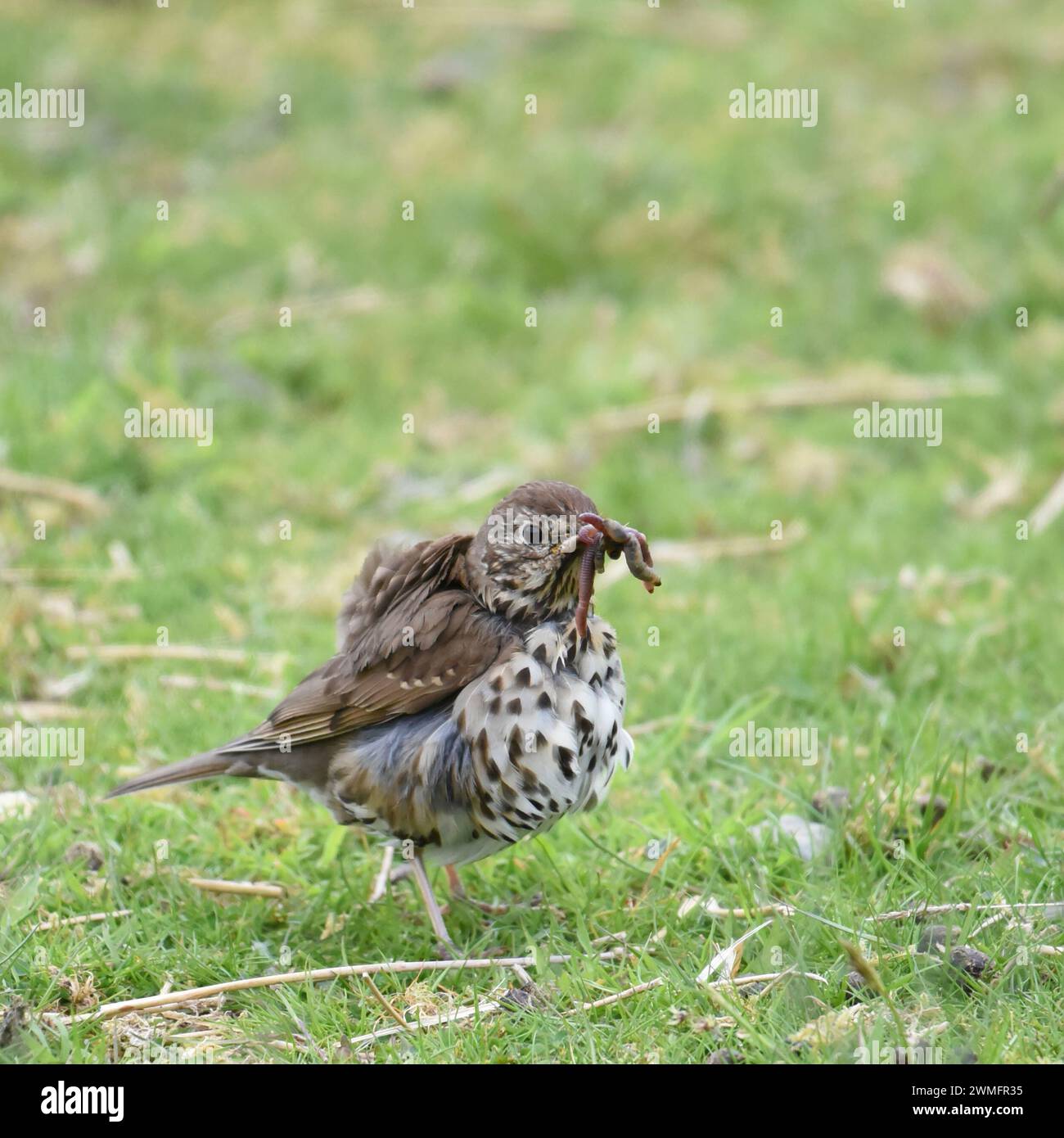 Wide range of wildlife and nature hi-res stock photography and images ...